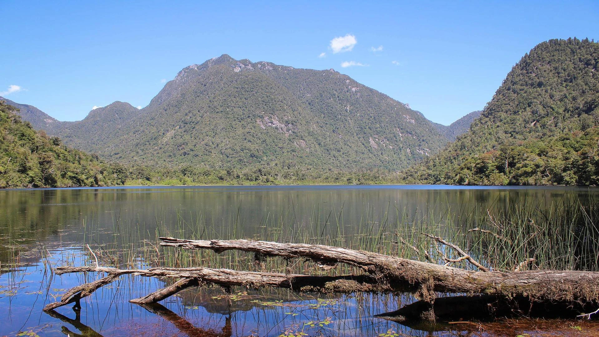 Alerce Andino, Chile (National Park) - Ratings & Guide